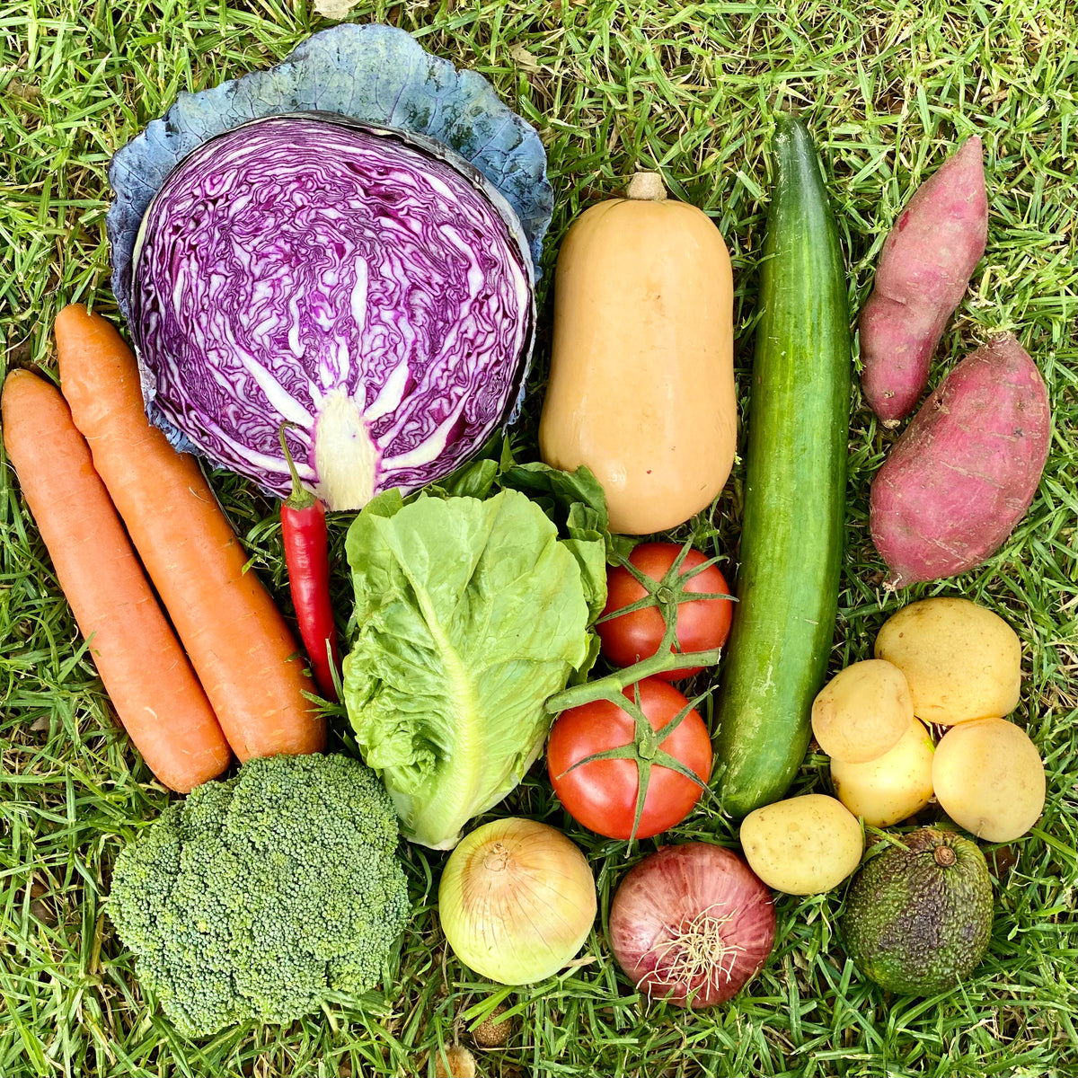 Vege Box Delivery Auckland and NZ | Overnight Delivery